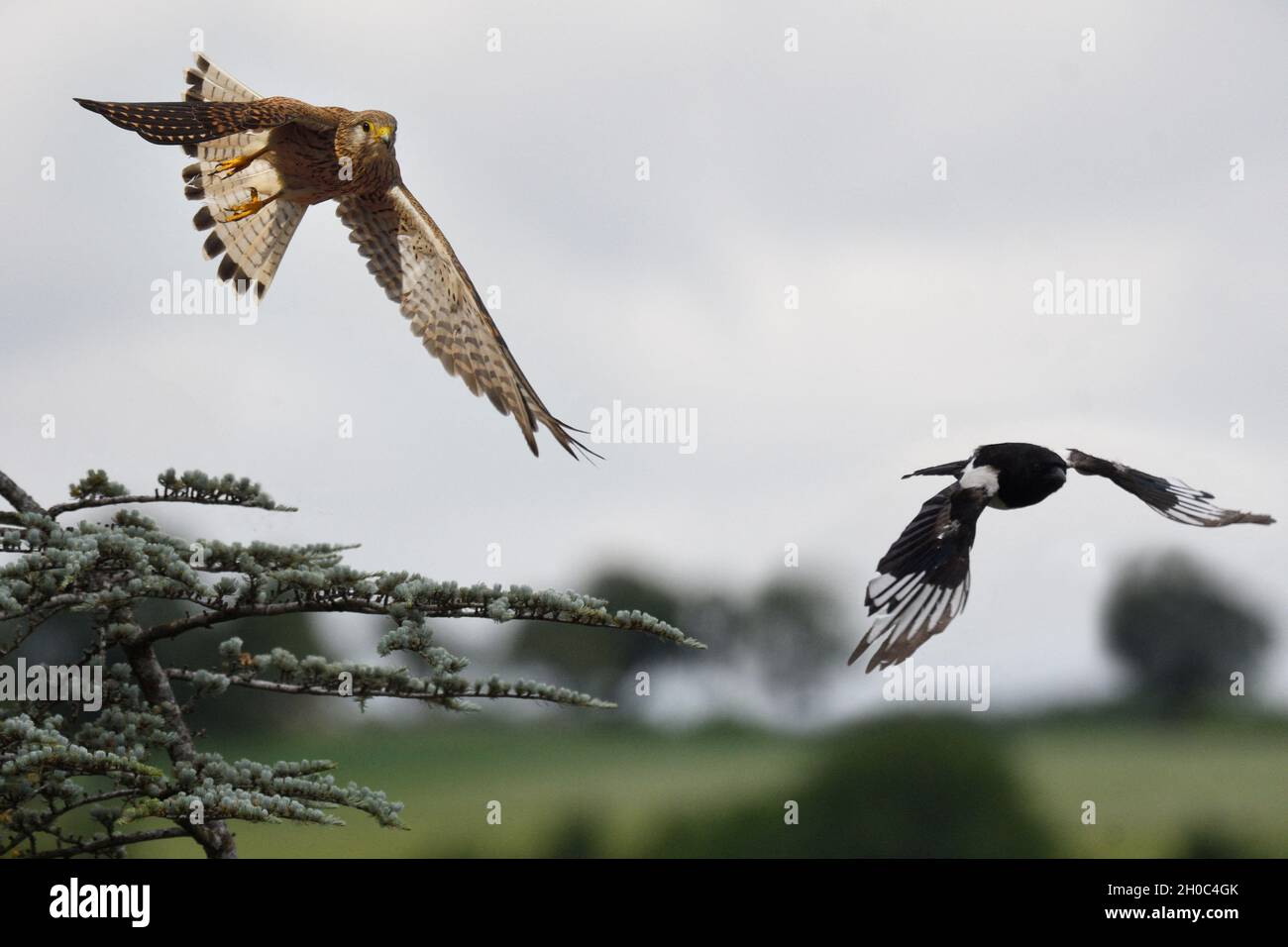Kestrel (Falco tinnunculus) female chasing a magpie near the nest ...