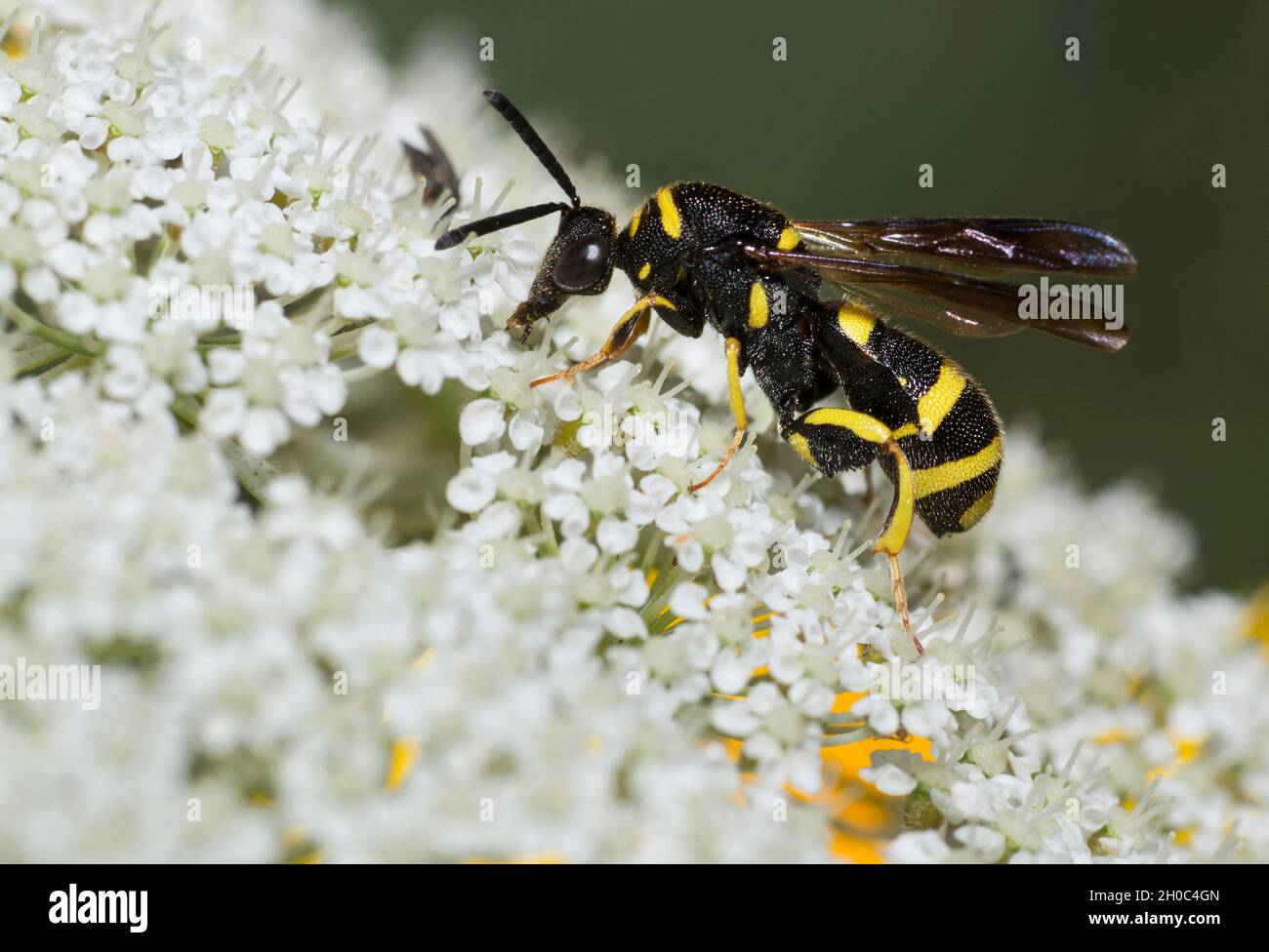 Cuckoo wasp (Leucospis dorsigera) on wild carrot (Daucus carotta ...