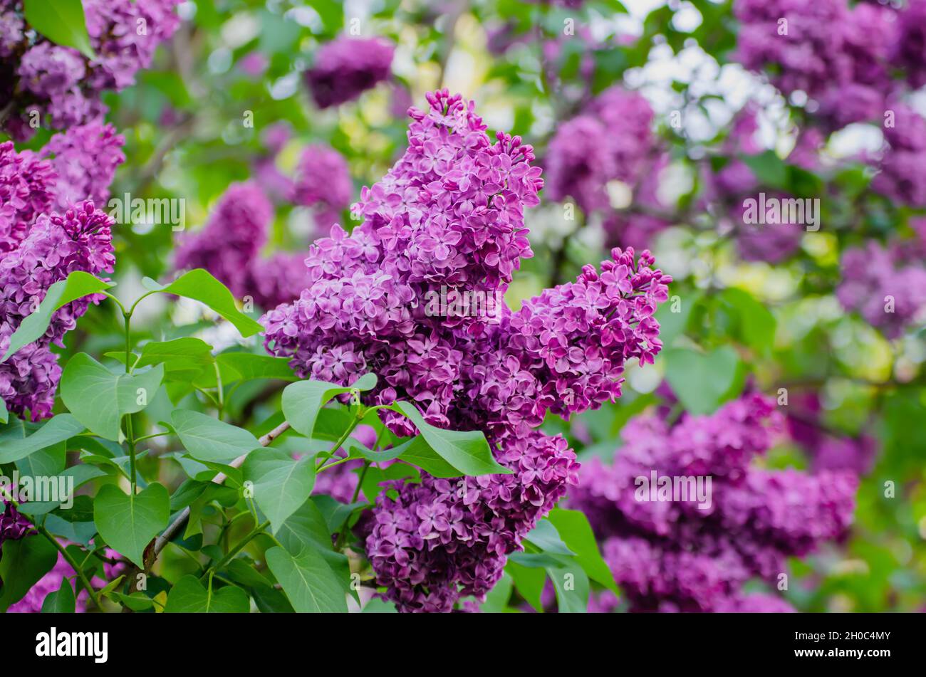 Spring lilac flowers Stock Photo - Alamy