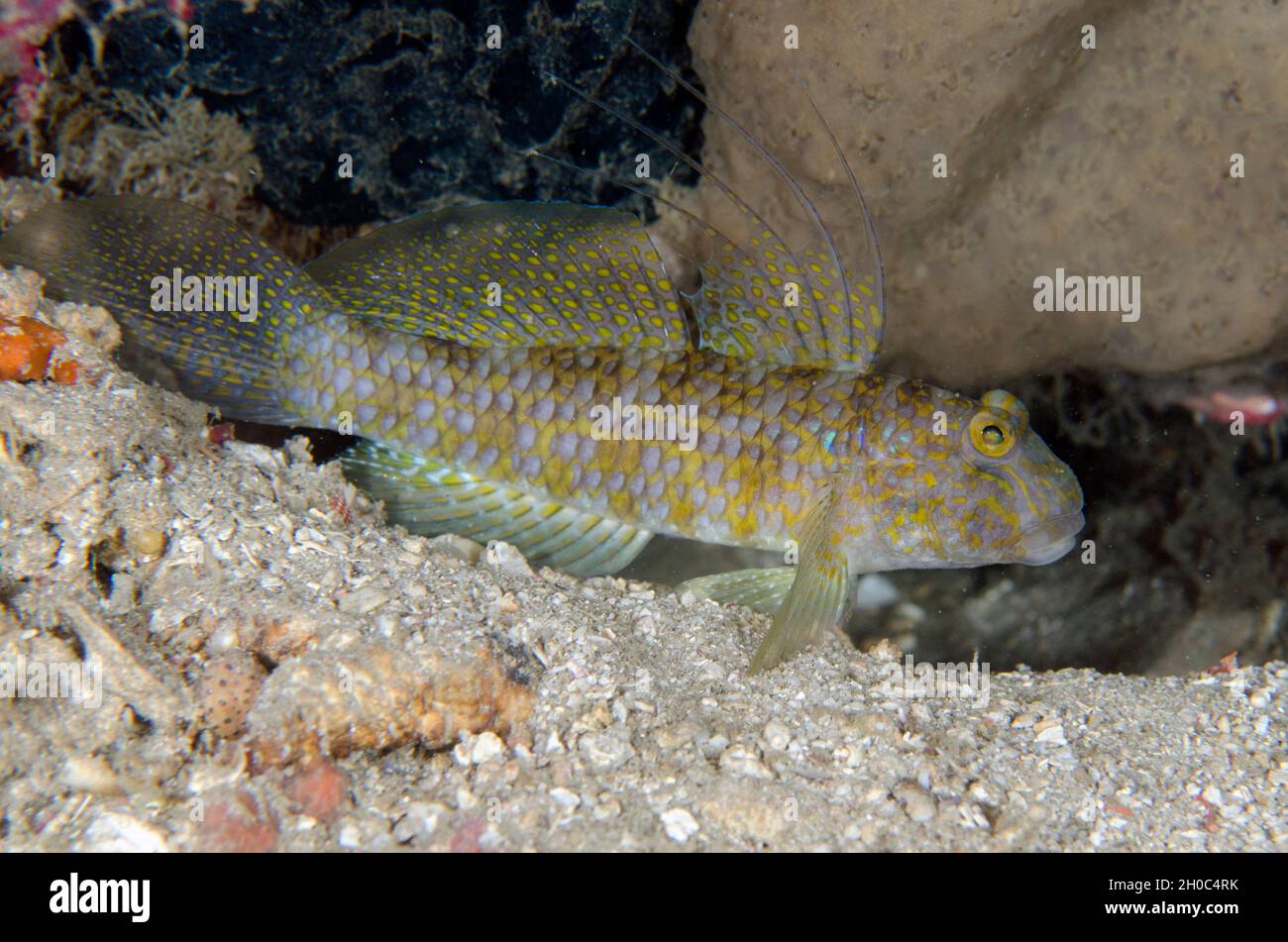 Akihito's Goby (Exyrias akihito) with extended fins, Underwater Temple ...