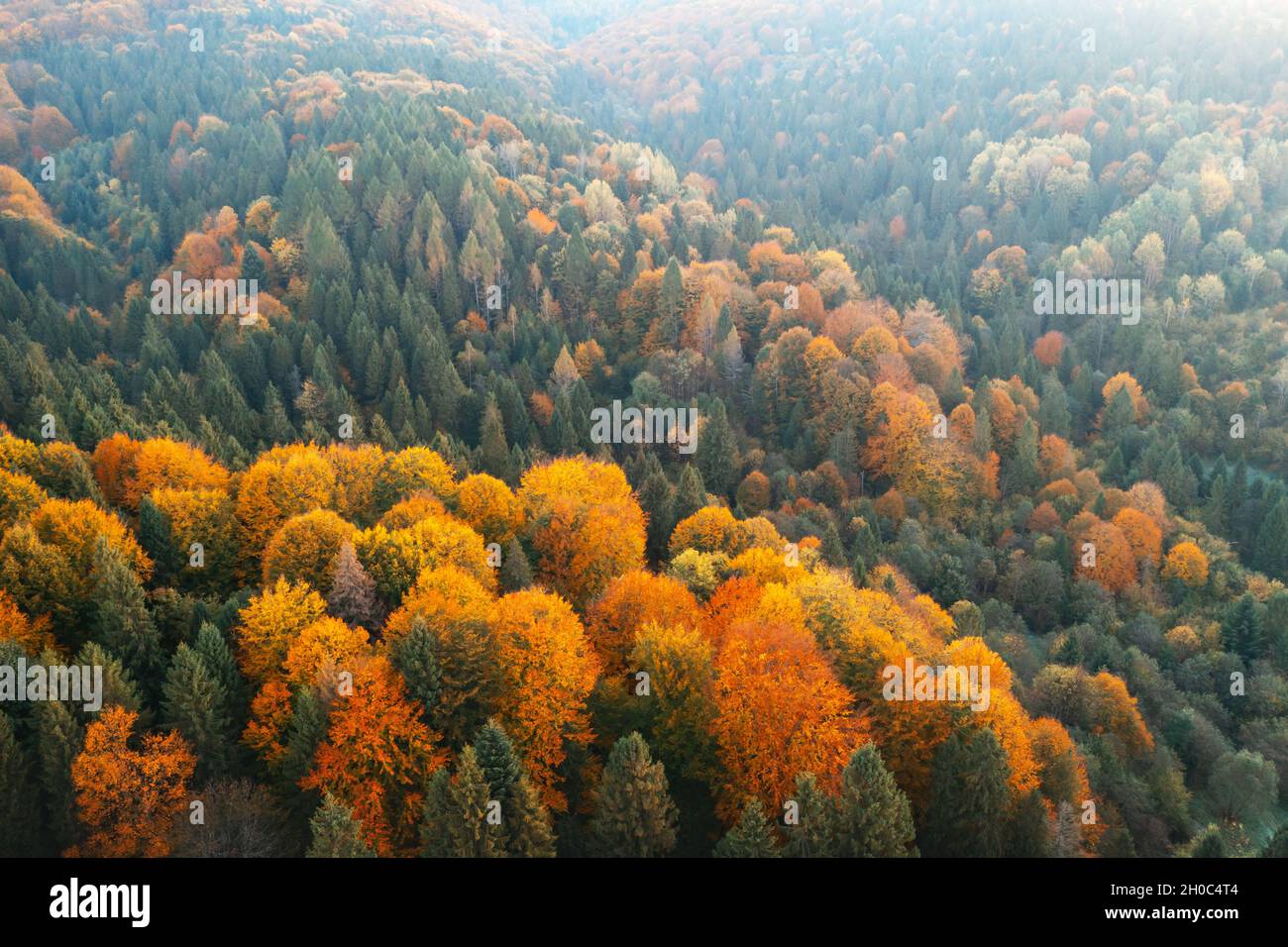 Aerial top view deciduous forest hi-res stock photography and images ...