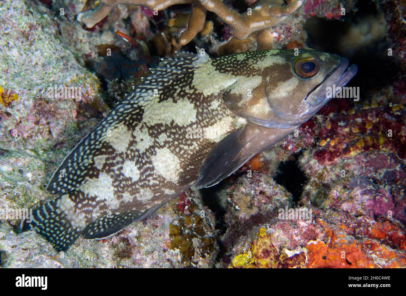 White streaked grouper epinephelus ongus hi-res stock photography and ...
