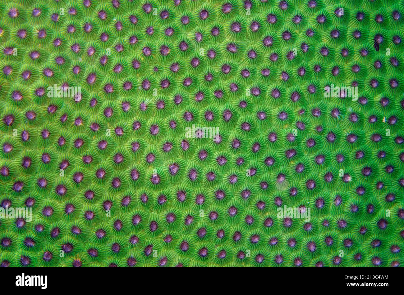 Honeycomb Coral (Diploastrea heliopora) corallites, Underwater Temple ...