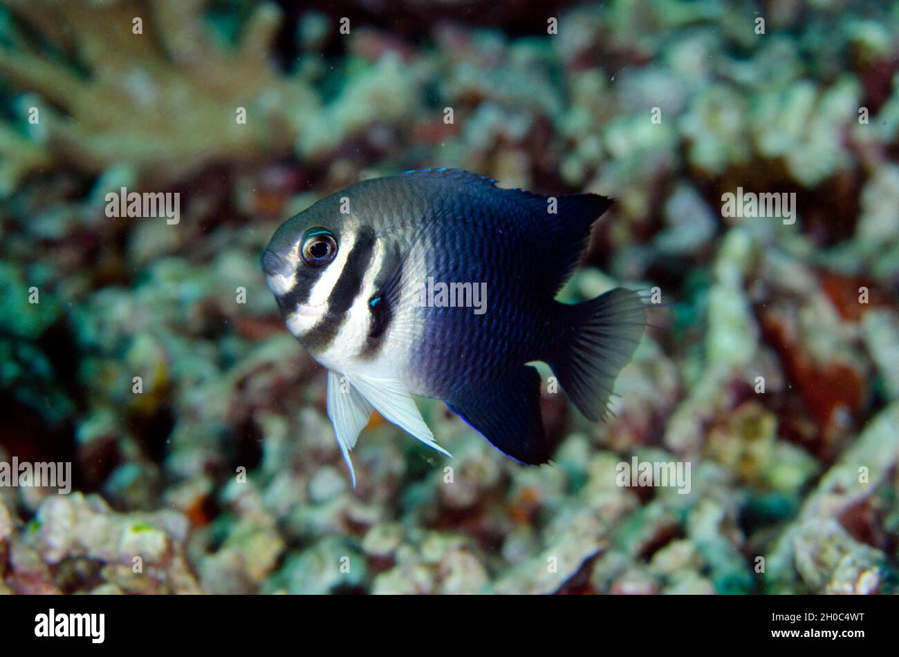 Barhead Damsel (Neoglyphidodon thoracotaeniatus), Mangroves dive site ...