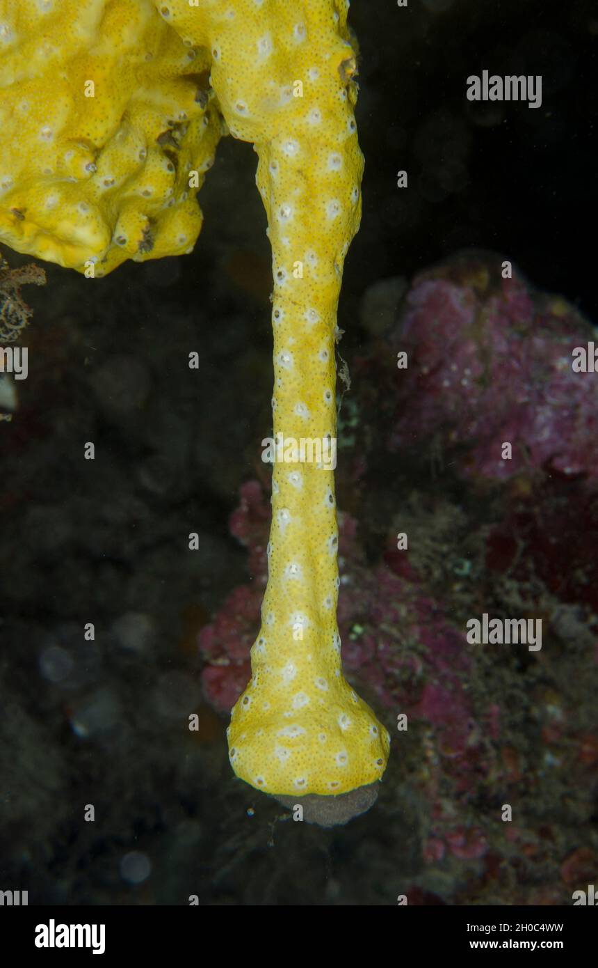 Tunicate (Didemnidae Family), Underwater Temple dive site, Pemuteran ...