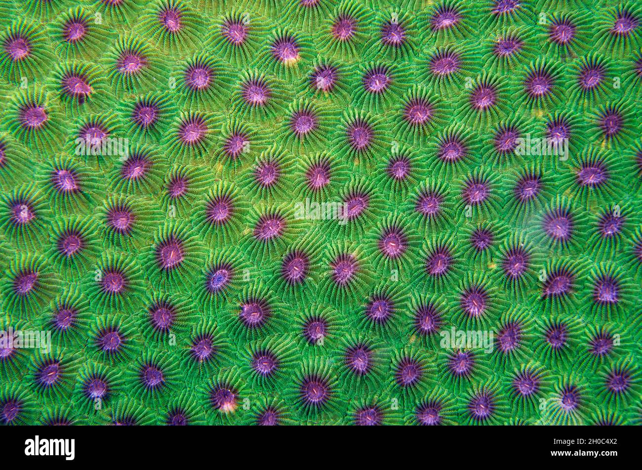 Honeycomb Coral (Diploastrea heliopora) corallites, Underwater Temple ...