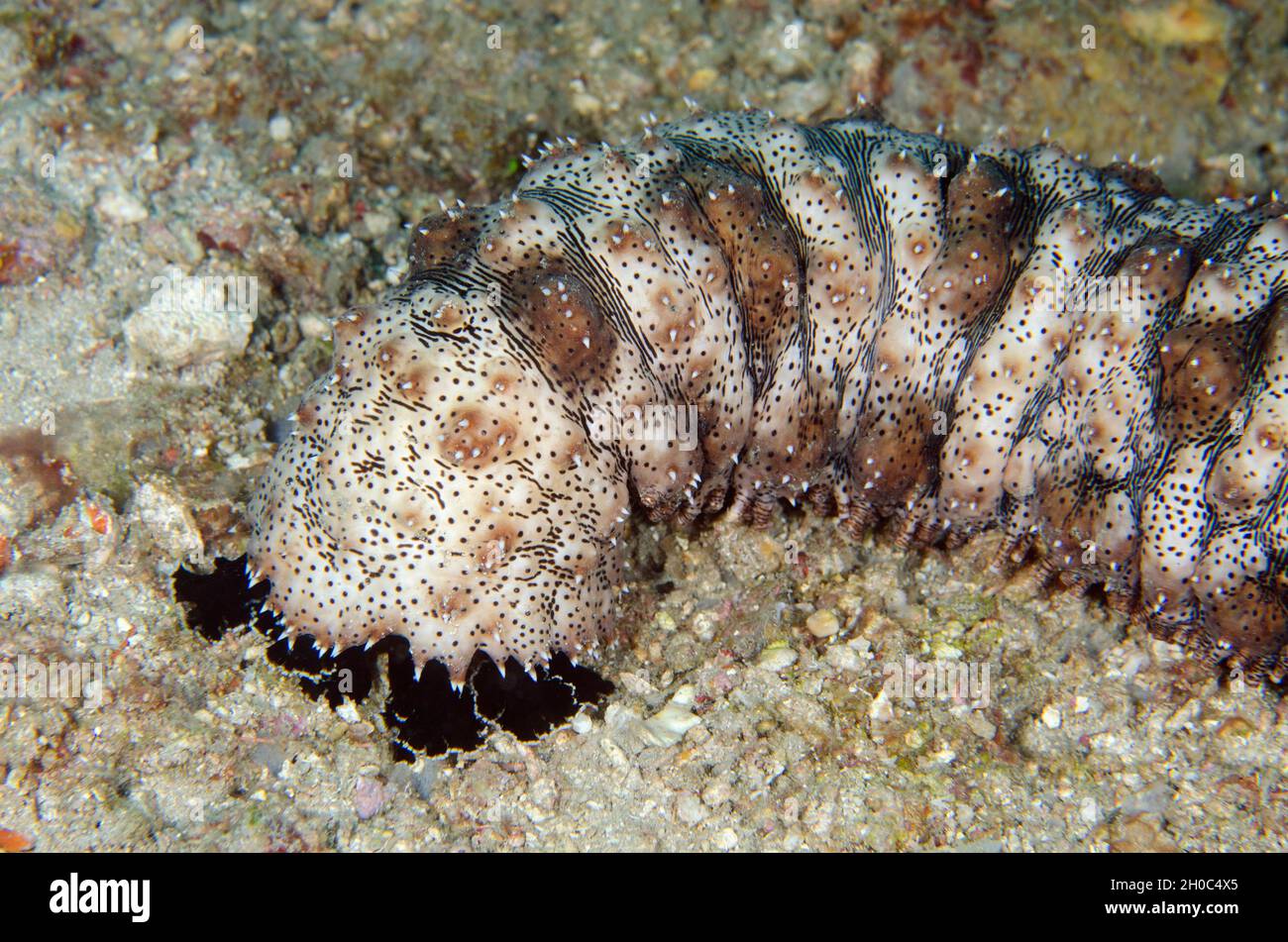 Coral reef sea cucumber hi-res stock photography and images - Alamy