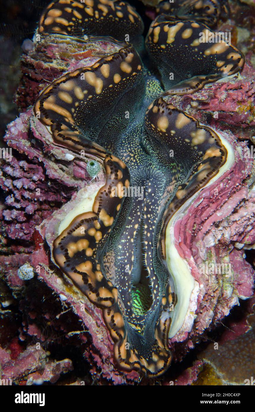 Fluted Giant Clam (Tridacna squamosa), Mangroves dive site, Menjangan ...