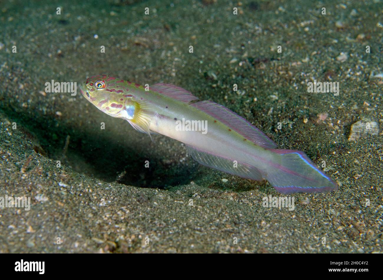 Gillspot Goby (Amblygobius calvatus), Secret Bay dive site, Gilimanuk ...