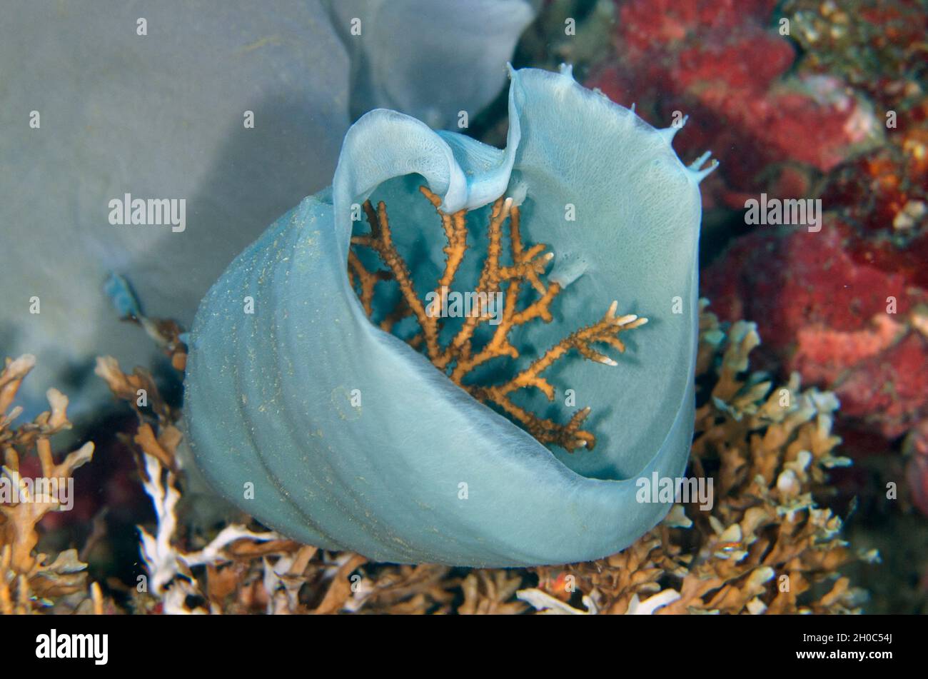 Briar Coral (Anacropora sp) growing inside Sponge (Porifera Phylum ...