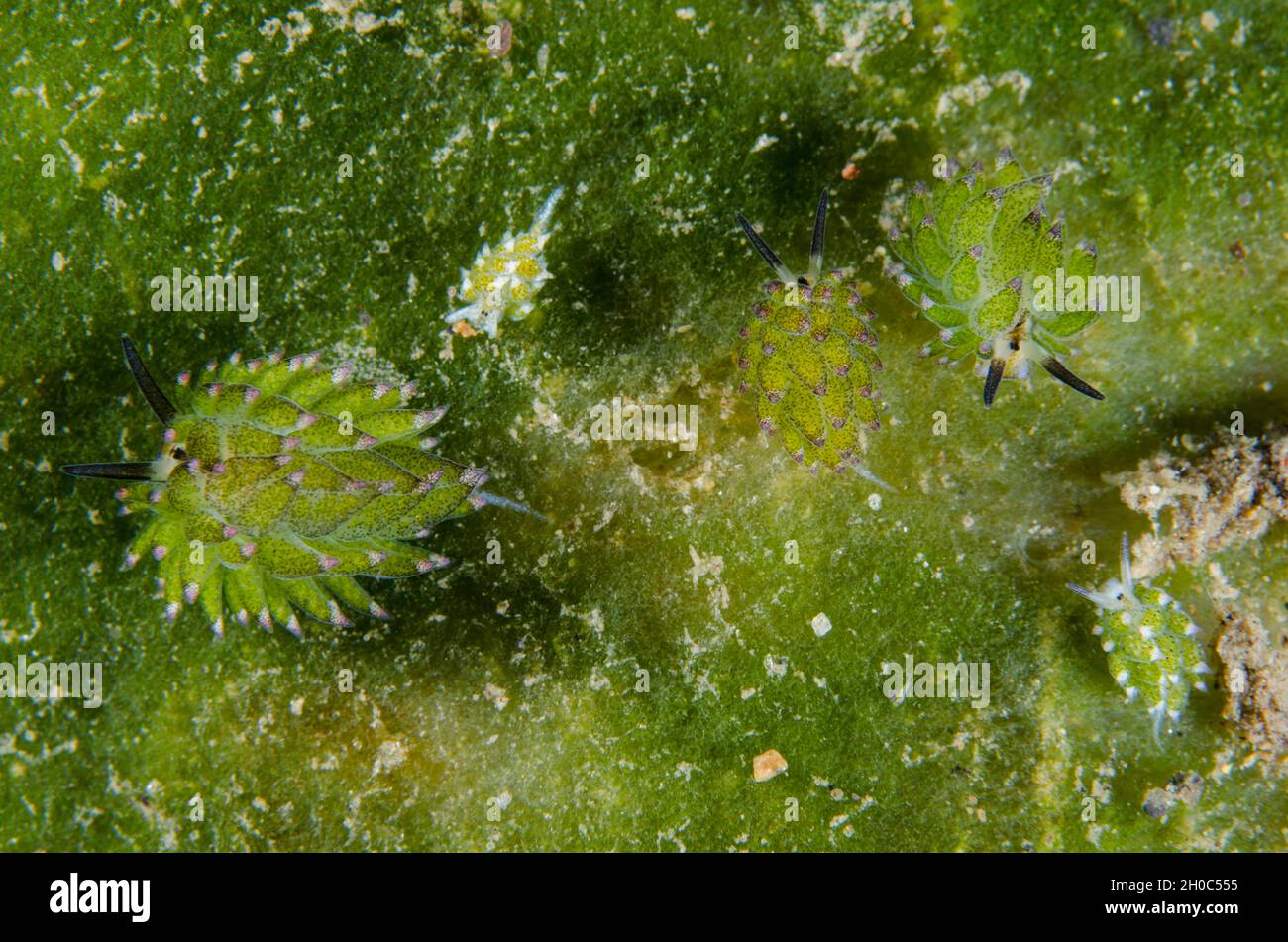Costasiella sea slug costasiella sp hi-res stock photography and images ...