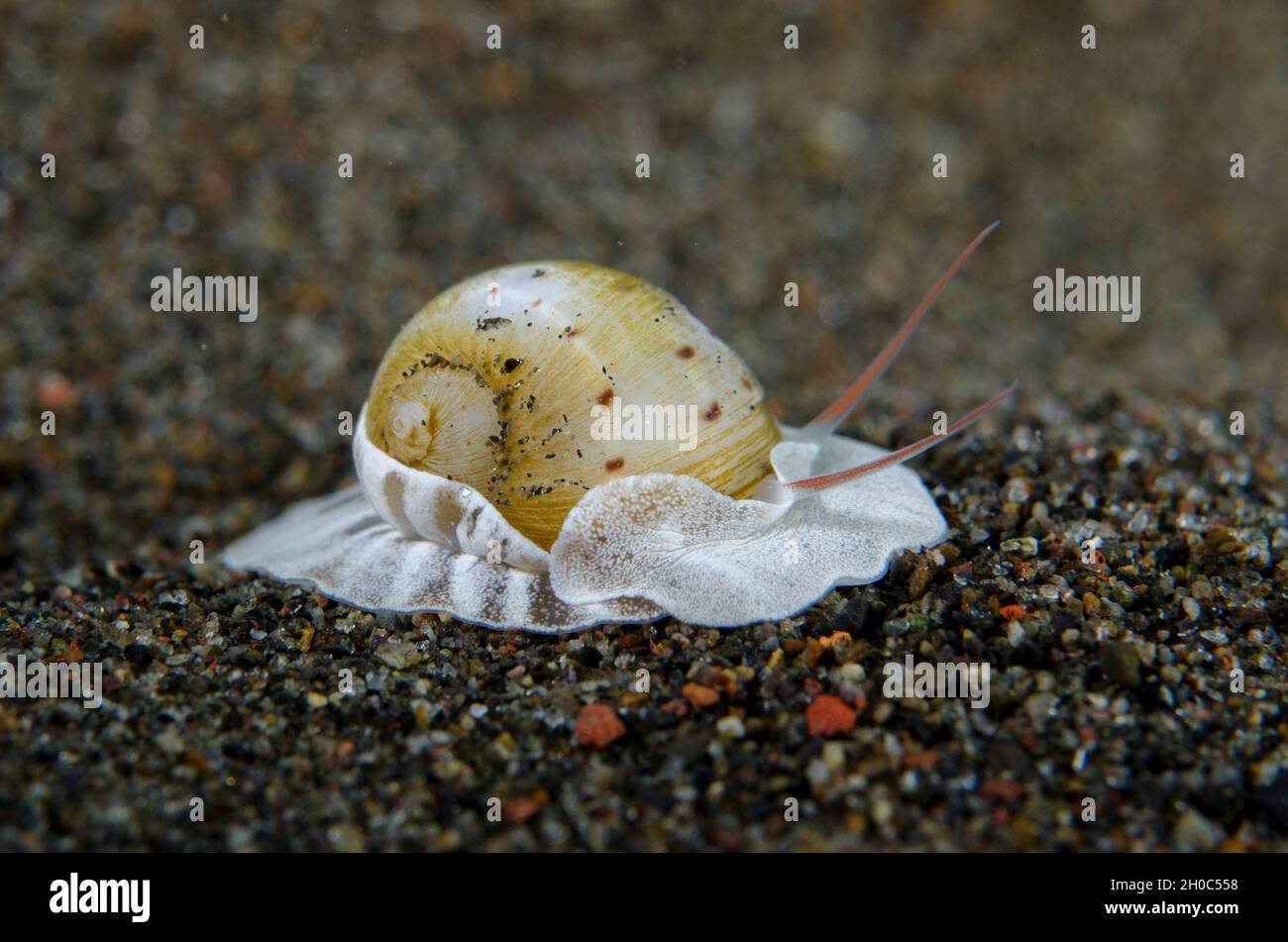 Butterfly Moon Snail (Naticarius alapapiilionis), Puri Jati dive site ...
