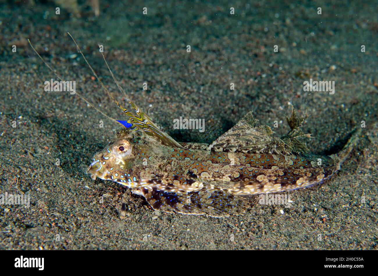 Fingered Dragonet (Dactylopus dactylopus) with filamentous dorsal ...