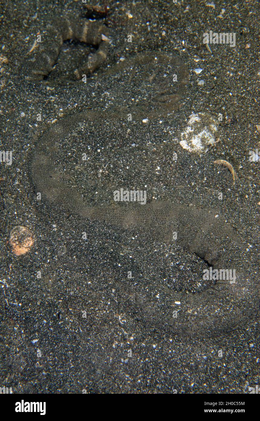 Marine File Snake (Acrochordus granulatus) buried in sand as nocturnal ...