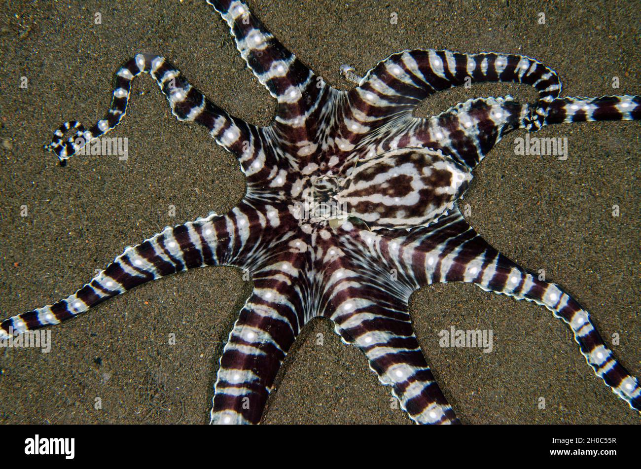 Mimic Octopus