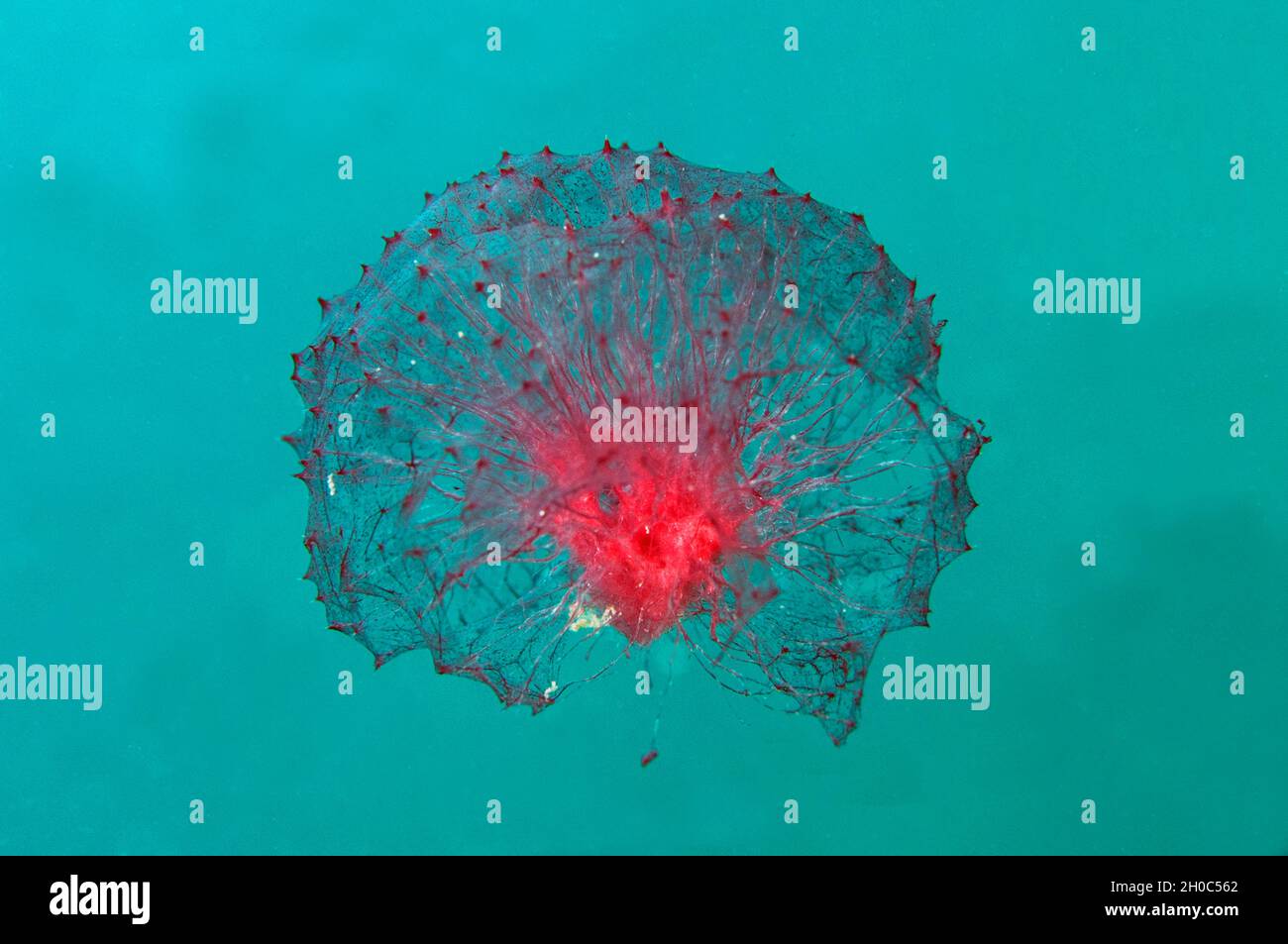 Free-floating Pink Puffball Sponge (Oceanapia sagittaria), likely a ...