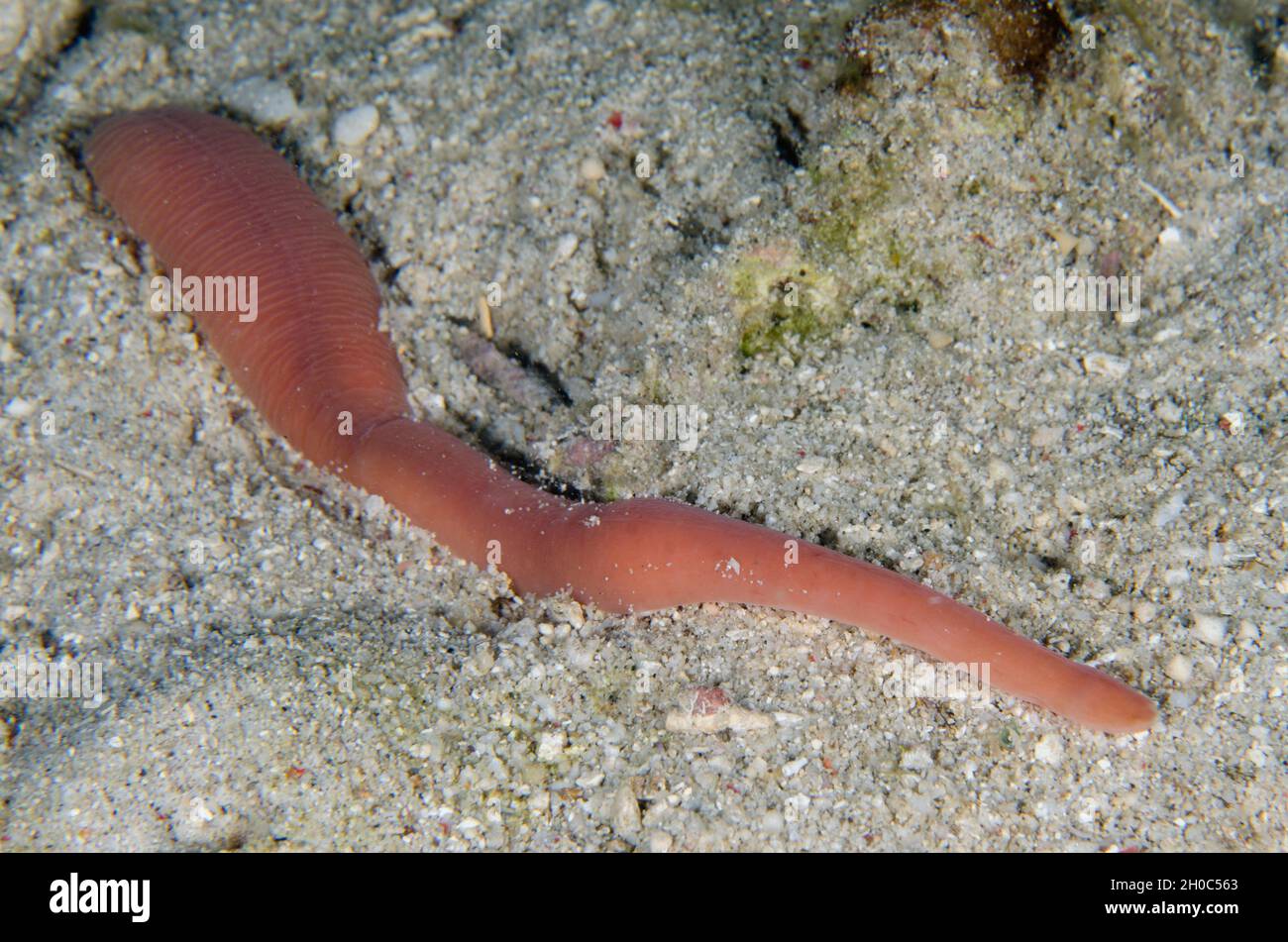 Creeping Ribbon Worm (Gorgonorhynchus repens), Underwater Temple dive ...