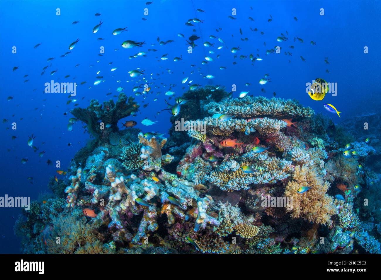 The reef at the foot of the "Coude a Jojo" buoy in the S-shaped channel ...