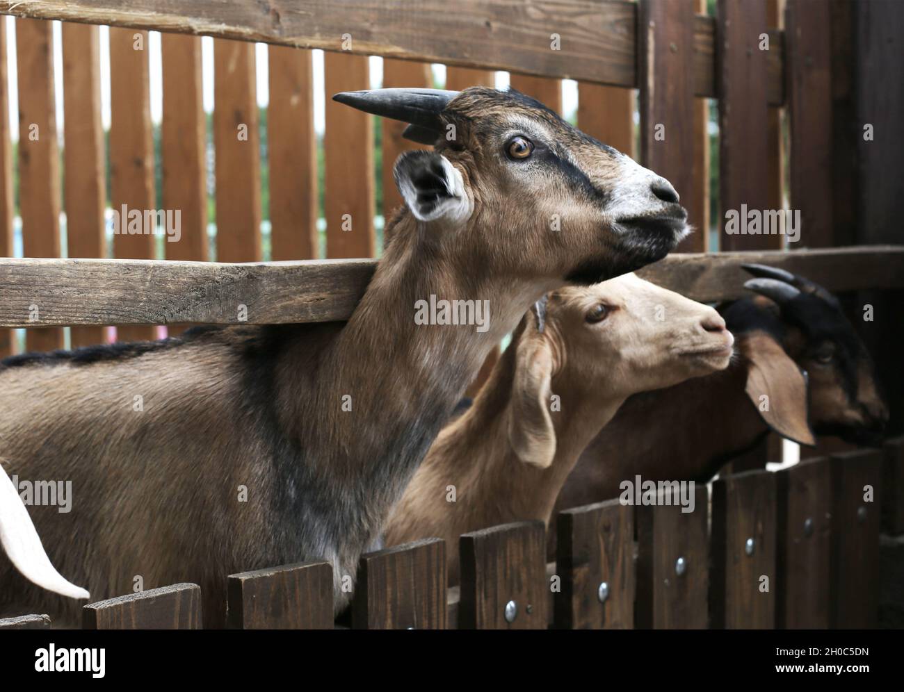 Lamb small horns hi-res stock photography and images - Alamy