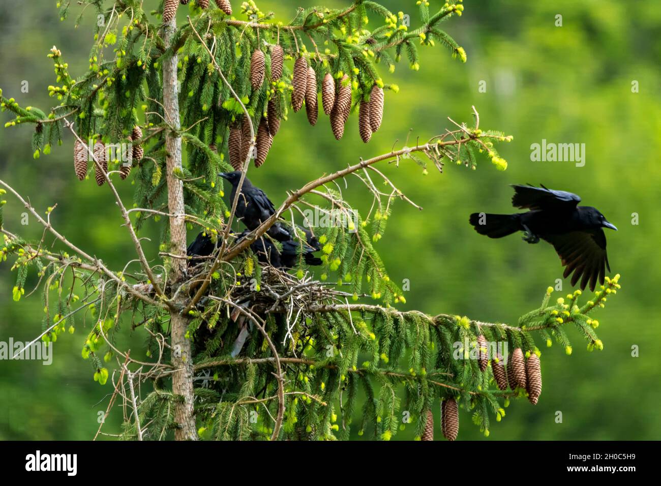 Carrion crow (Corvus corone corone) nesting in a spruce tree, Lorraine ...