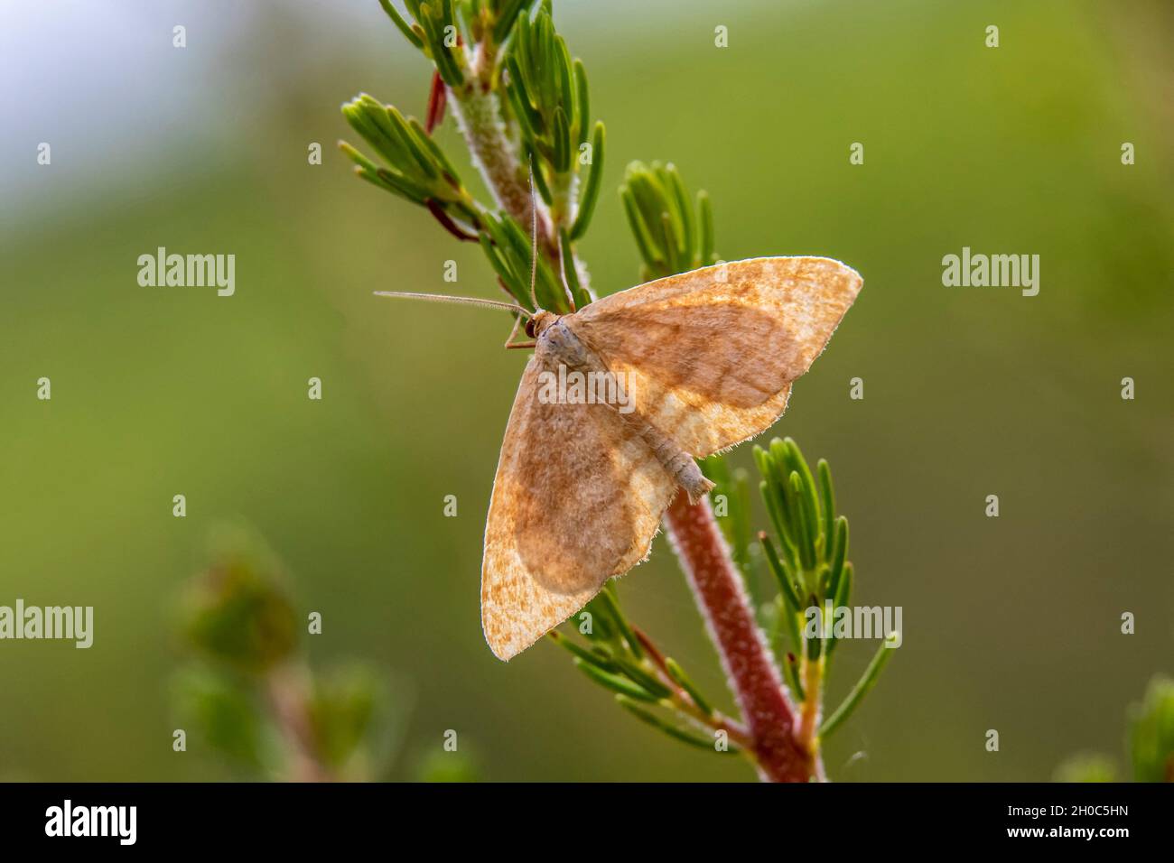 Geometridae family hi-res stock photography and images - Alamy