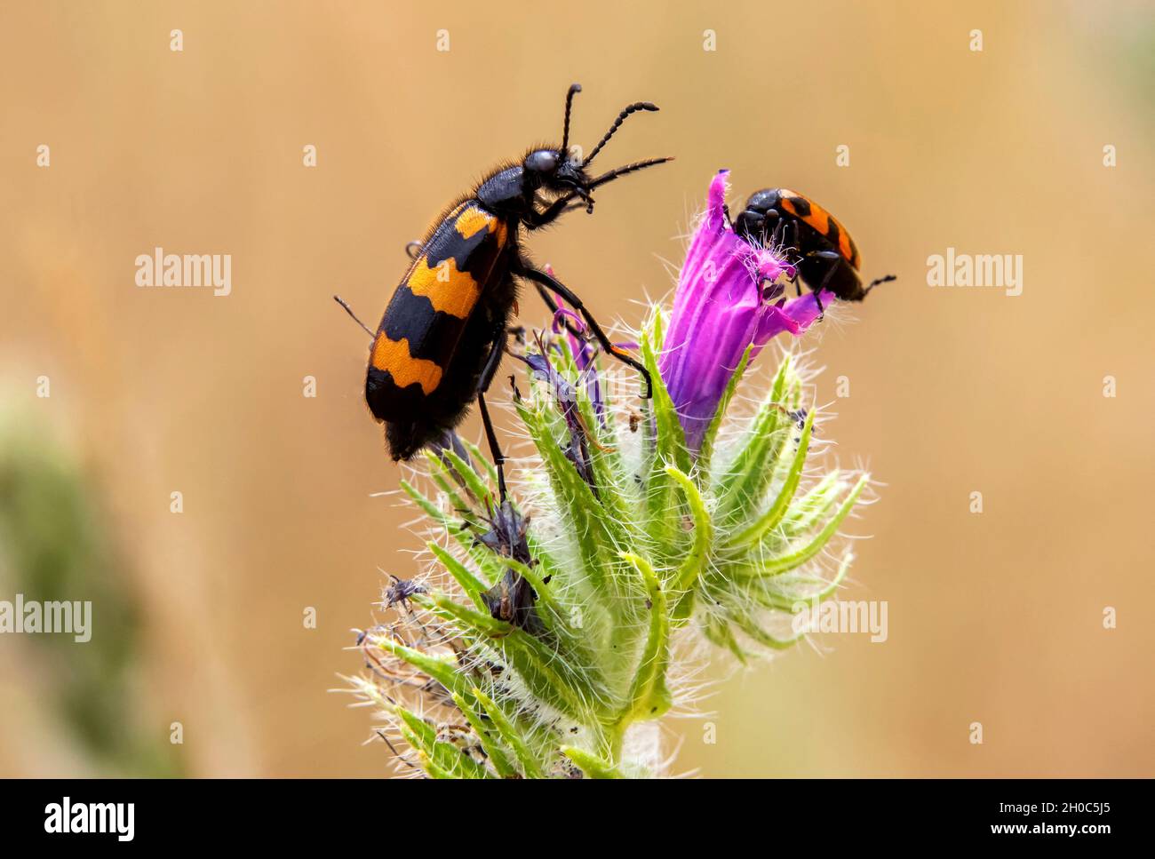 Blister beetle (Mylabris variabilis) posed on Vipersbugloss (Echium sp ...