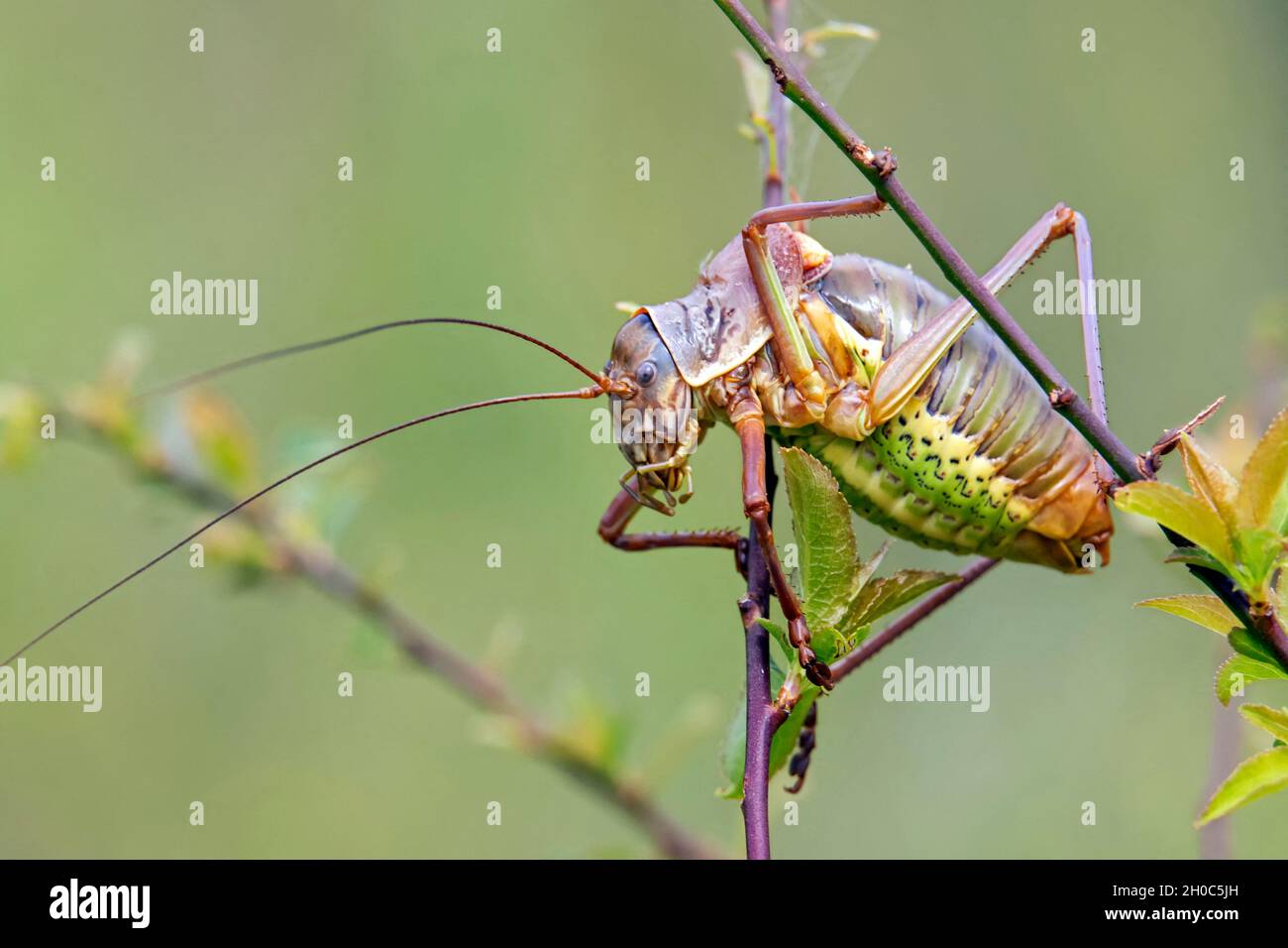 Provence saddle-backed bush cricket (Ephippiger provincialis) on ...