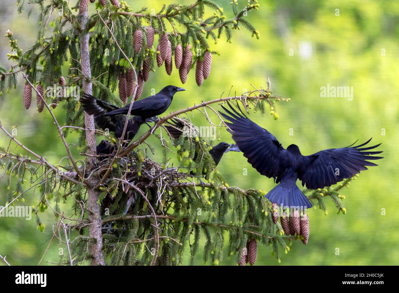 Carrion crow (Corvus corone corone) nesting in a spruce tree, Lorraine ...