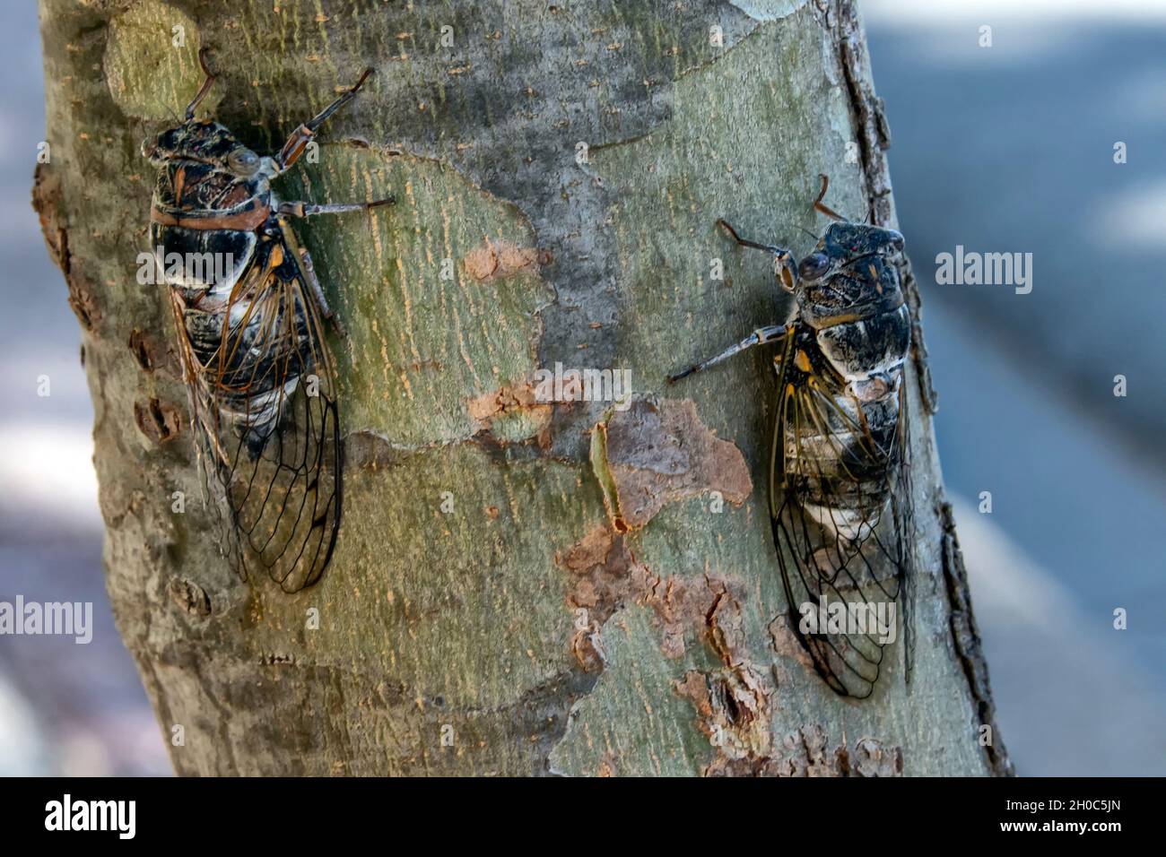 Common cicada (Lyristes plebejus) on the trunk of a tree in early ...
