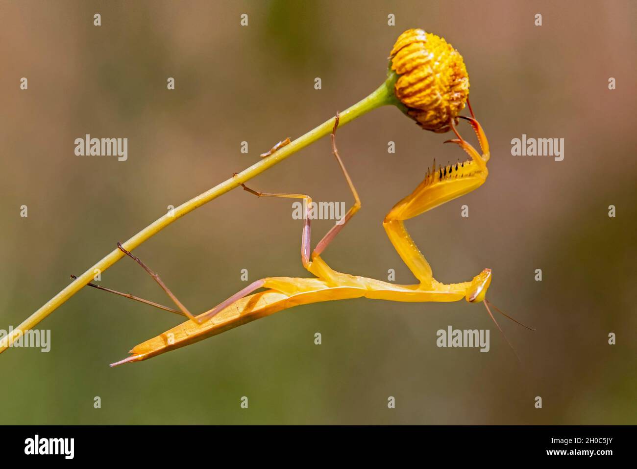 Praying mantis (Mantis religiosa) Yellow male on a stem in late spring ...
