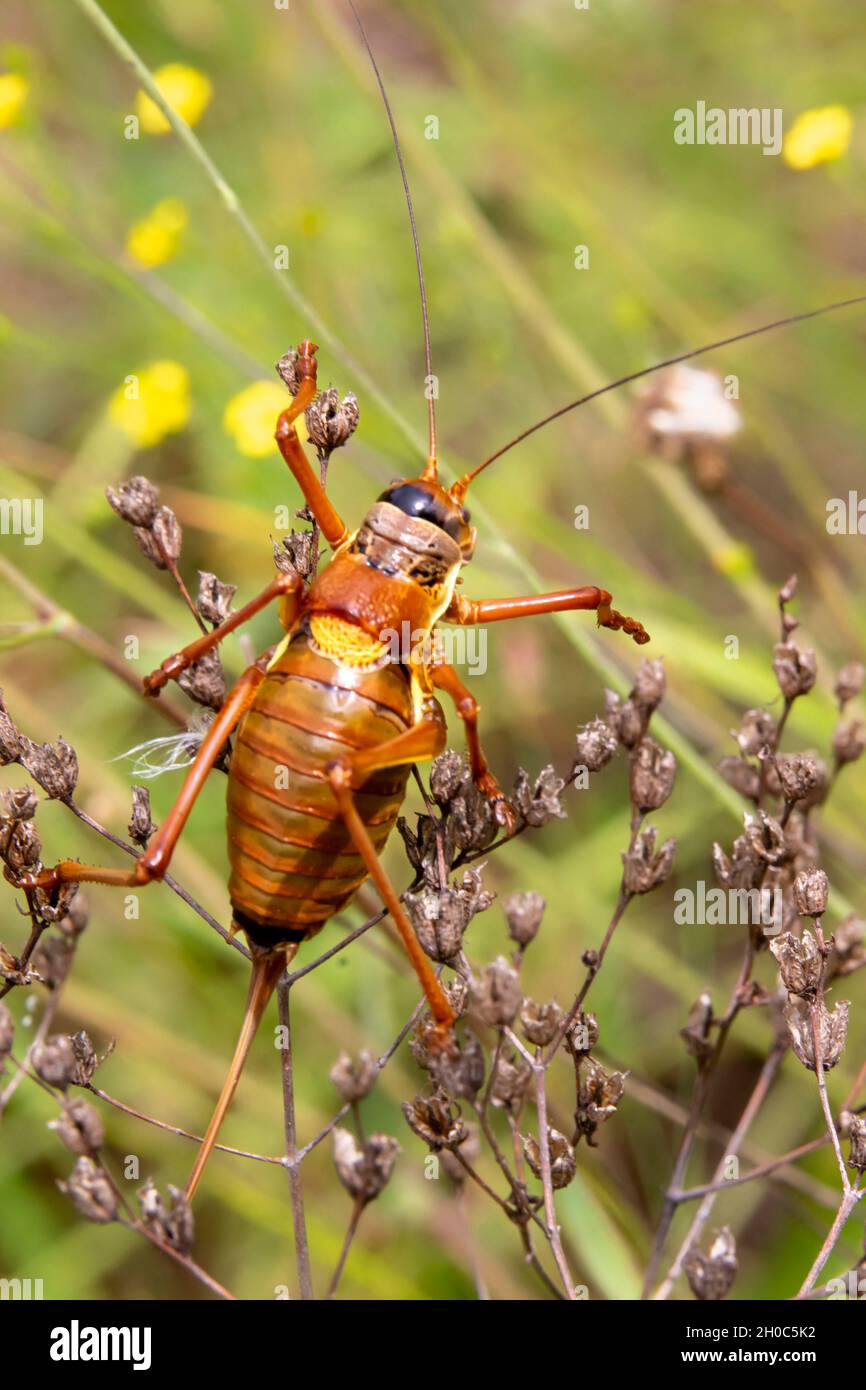 Provence saddle-backed bush cricket (Ephippiger provincialis) on ...