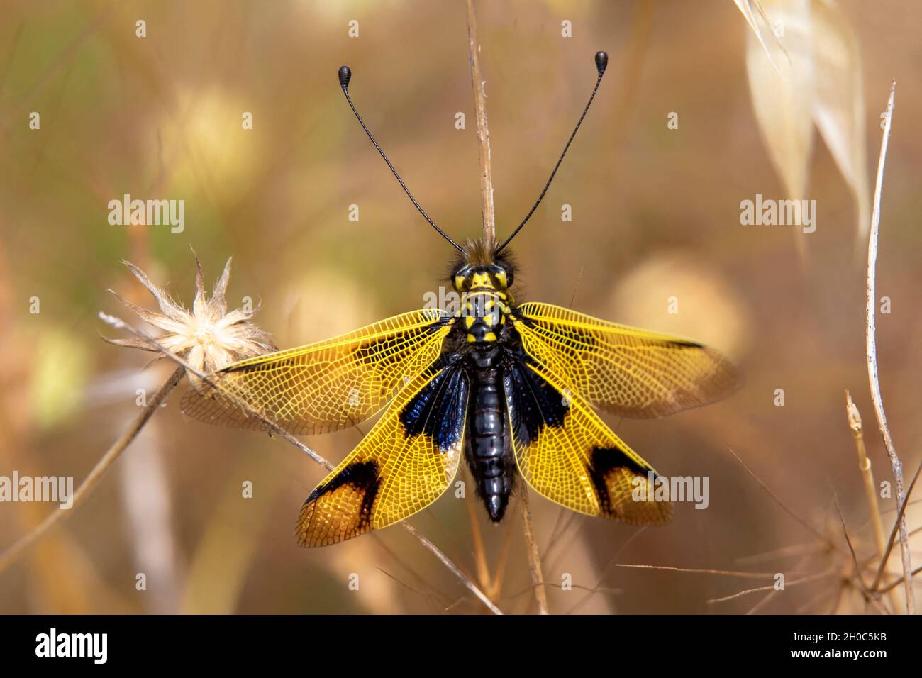 Butterfly-lion (Libelloides longicornis) with open wings resting on a ...