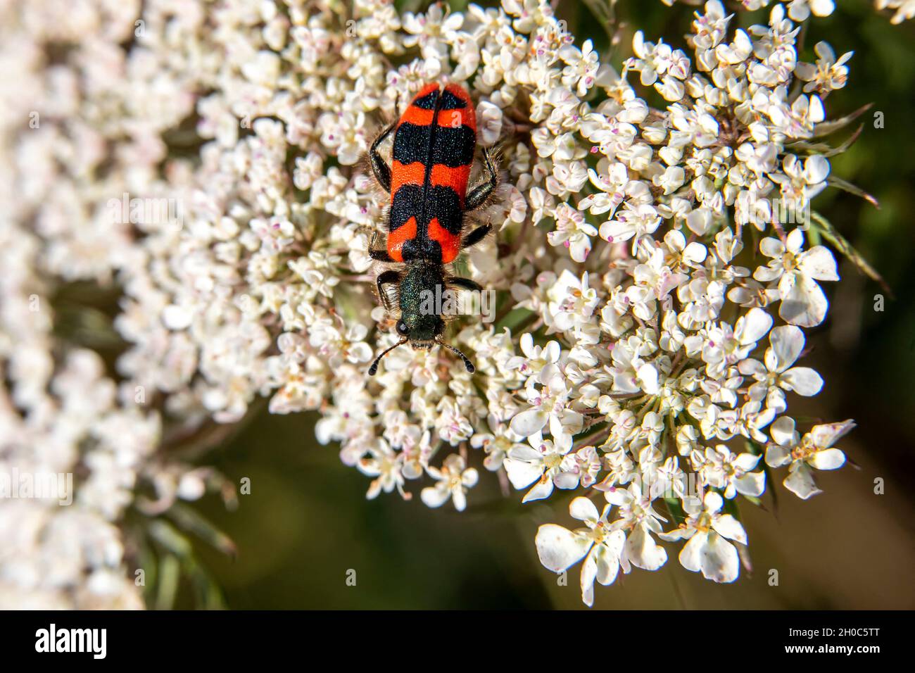 Bee beetle (Trichodes apiarius) Posed foraging on an umbellifer ...