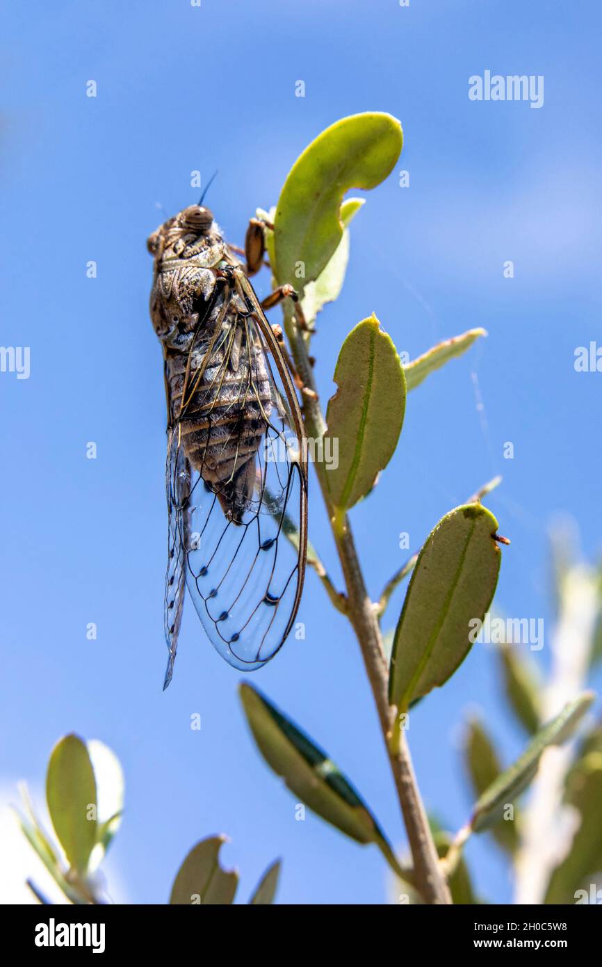 Grey cicada (Cicada orni) posed at the end of a branch in early summer ...