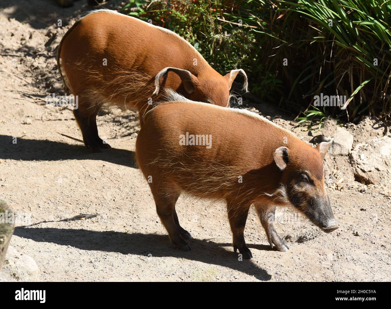 Brush ear pig hi-res stock photography and images - Alamy