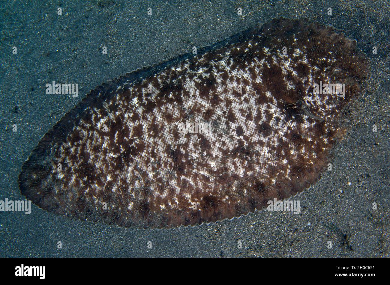 Blotched Sole (Brachirus marmoratus), Jemeluk Bay dive site, Amed ...