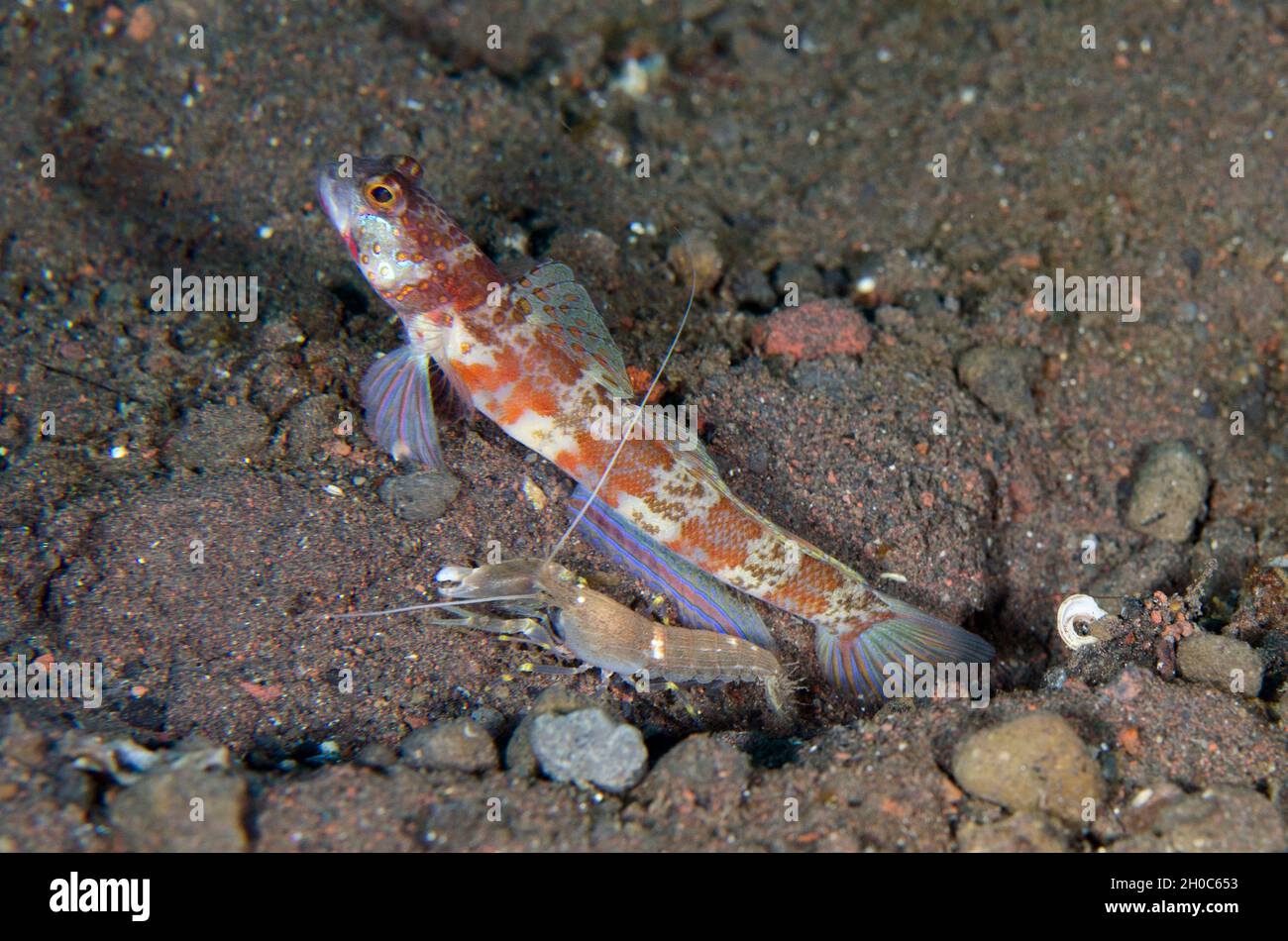 Blotchy Shrimpgoby (Amblyeleotris periophthalma) with White Saddle ...