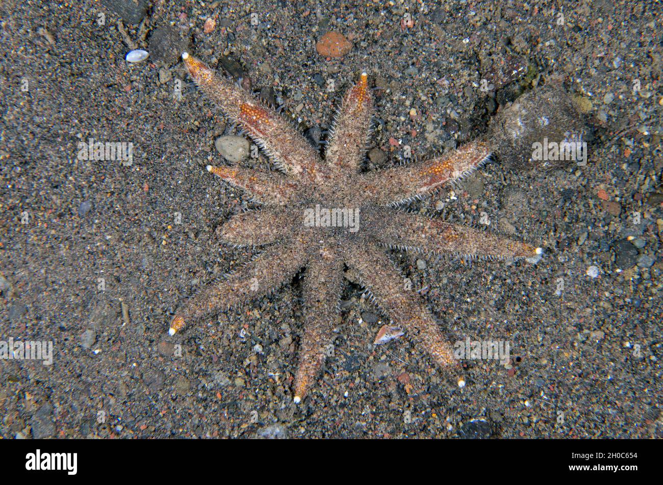 Speckled Sea Star (Luidia savignyi), night dive, Melasti dive site ...