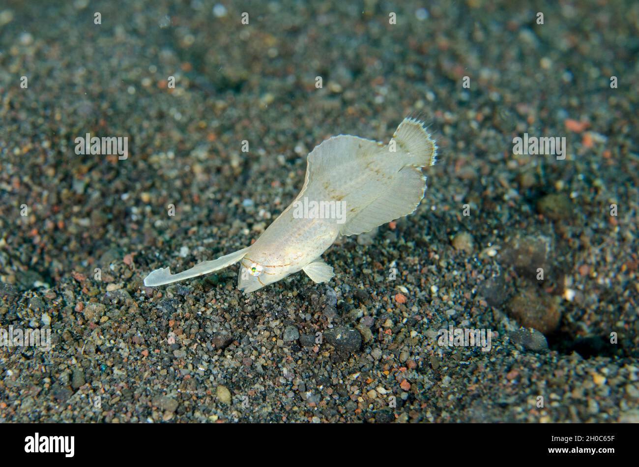 Juvenile Peacock Razorfish (Iniistius pavo) with erect dorsal spine ...