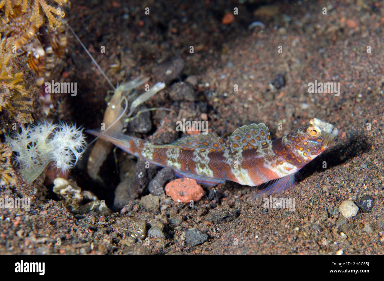 Blotchy Shrimpgoby (Amblyeleotris periophthalma) with White Saddle ...