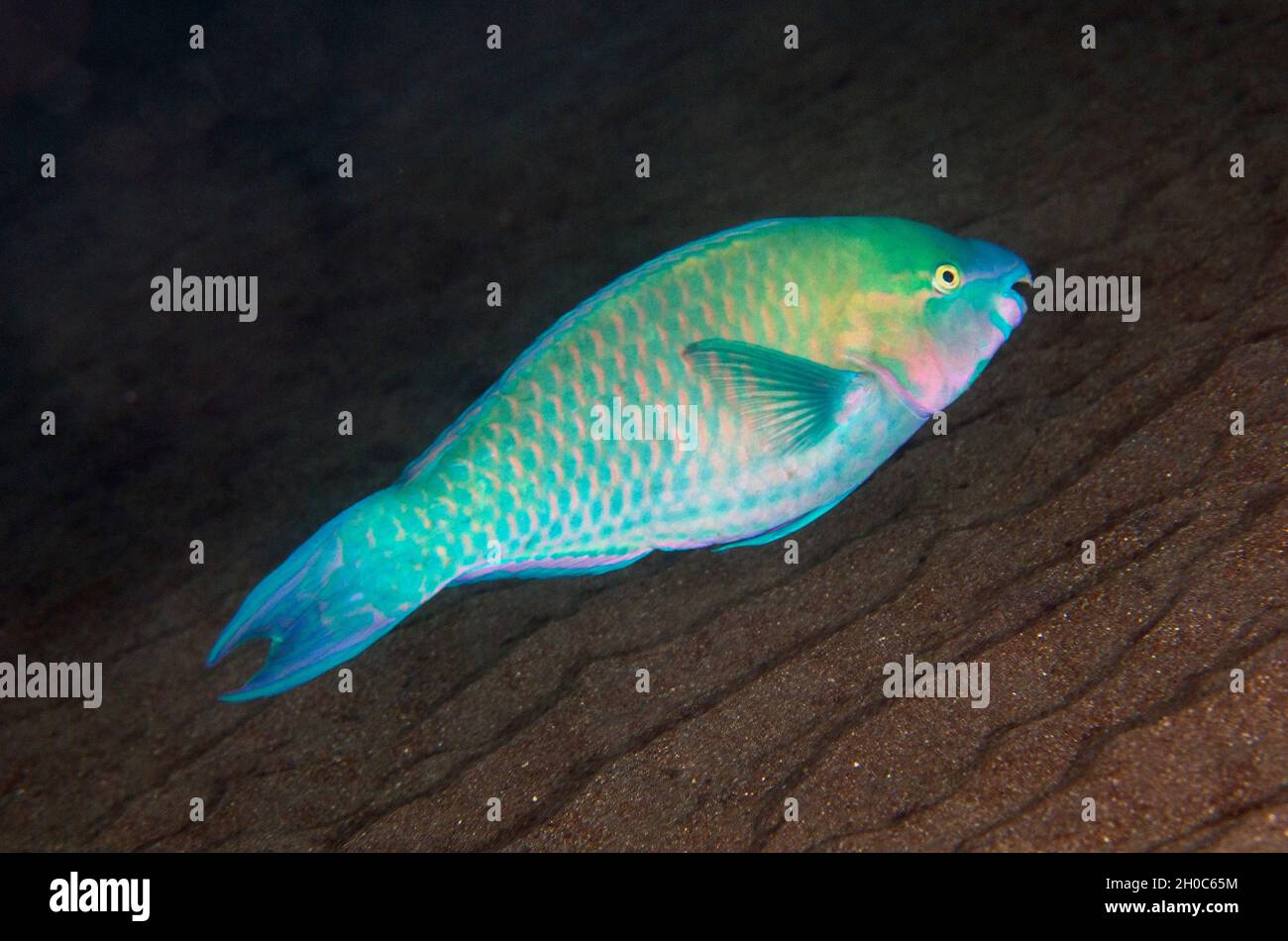 Palenose Parrotfish (Scarus psittacus), Jemeluk Bay dive site, Amed ...