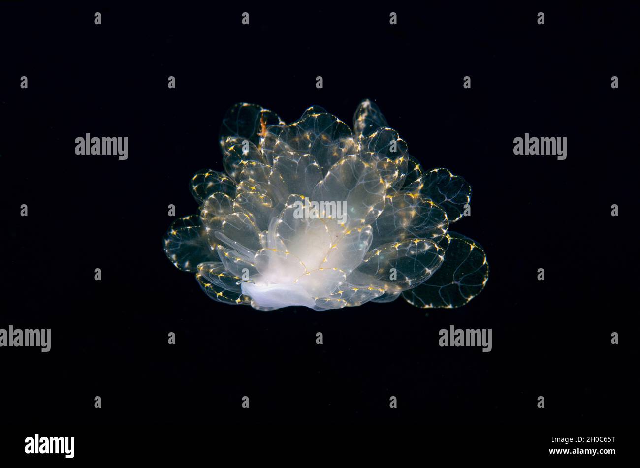 Elegant Cyerce Slug (Cyerce elegans) free-swimming, Sedam dive site ...