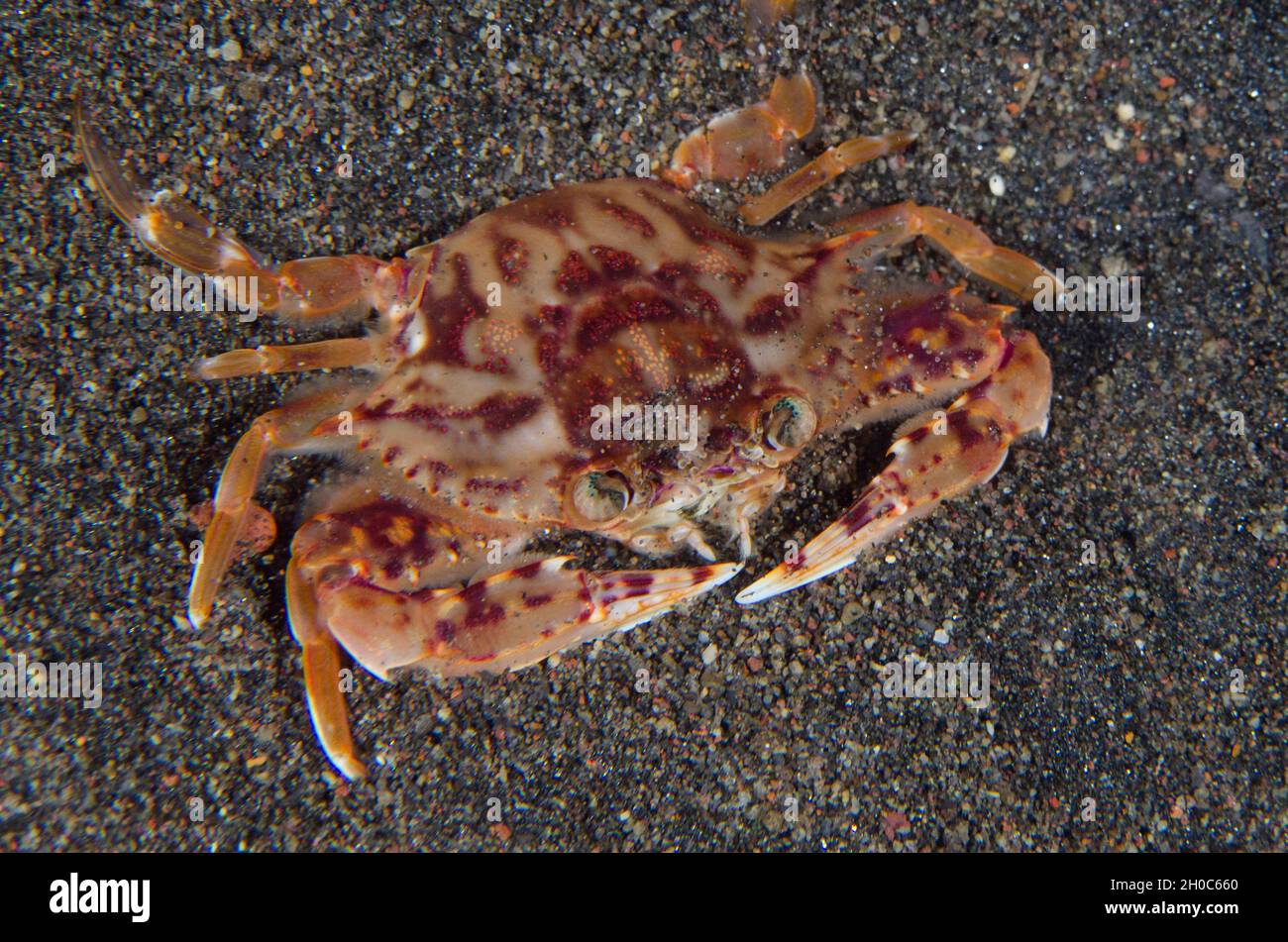 Swimming Crab (Charybdis sp), night dive, Melasti dive site, Amed ...