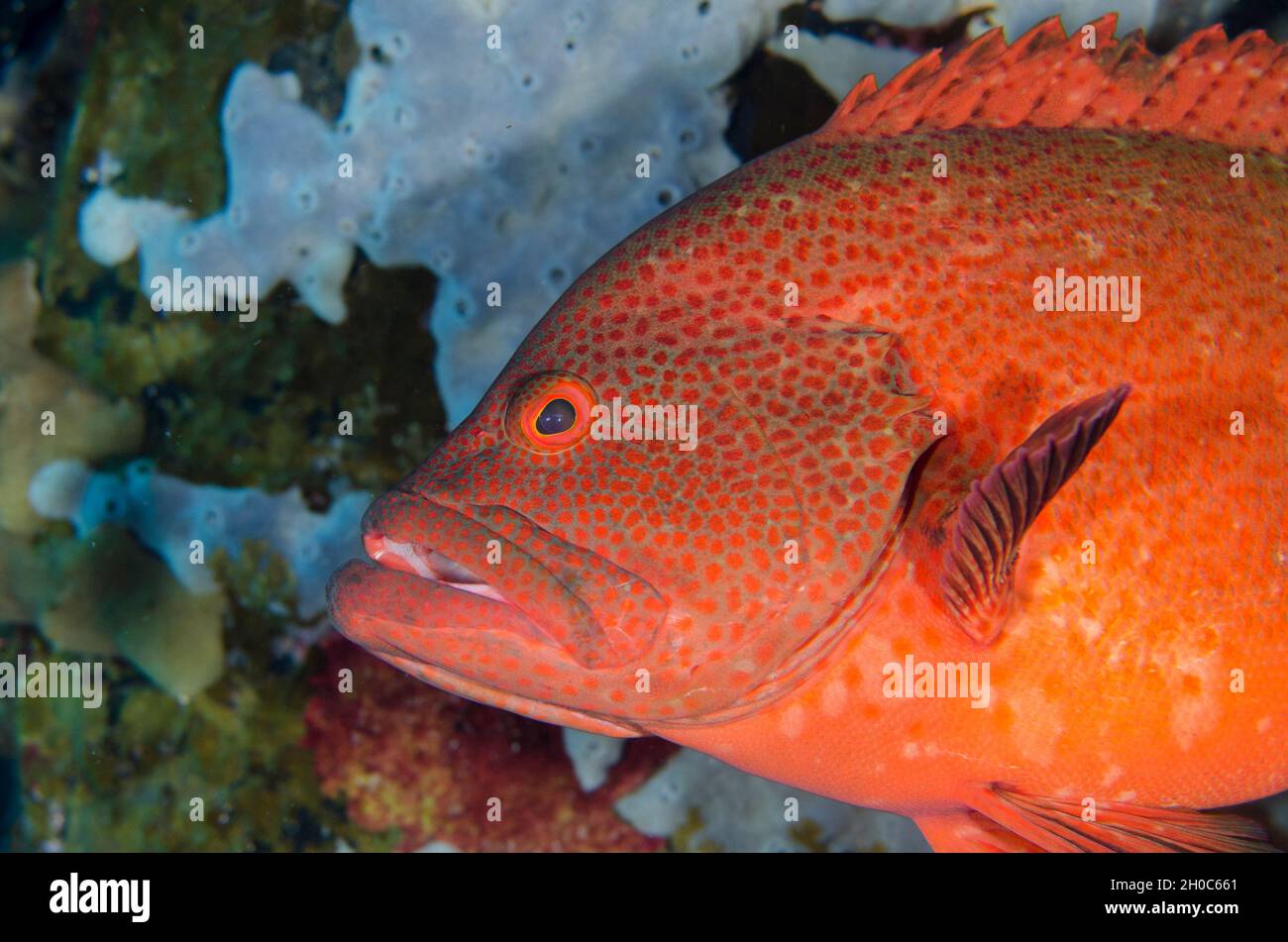Tomato Grouper (Cephalopholis sonnerati), Kuangi dive site, Tulamben ...
