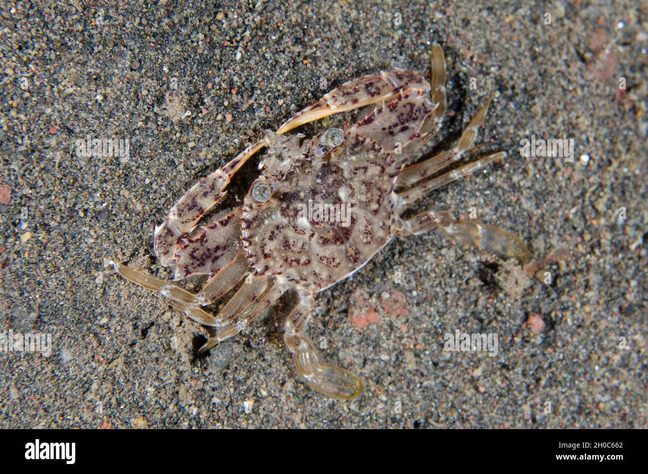 Cycloachelous hi-res stock photography and images - Alamy