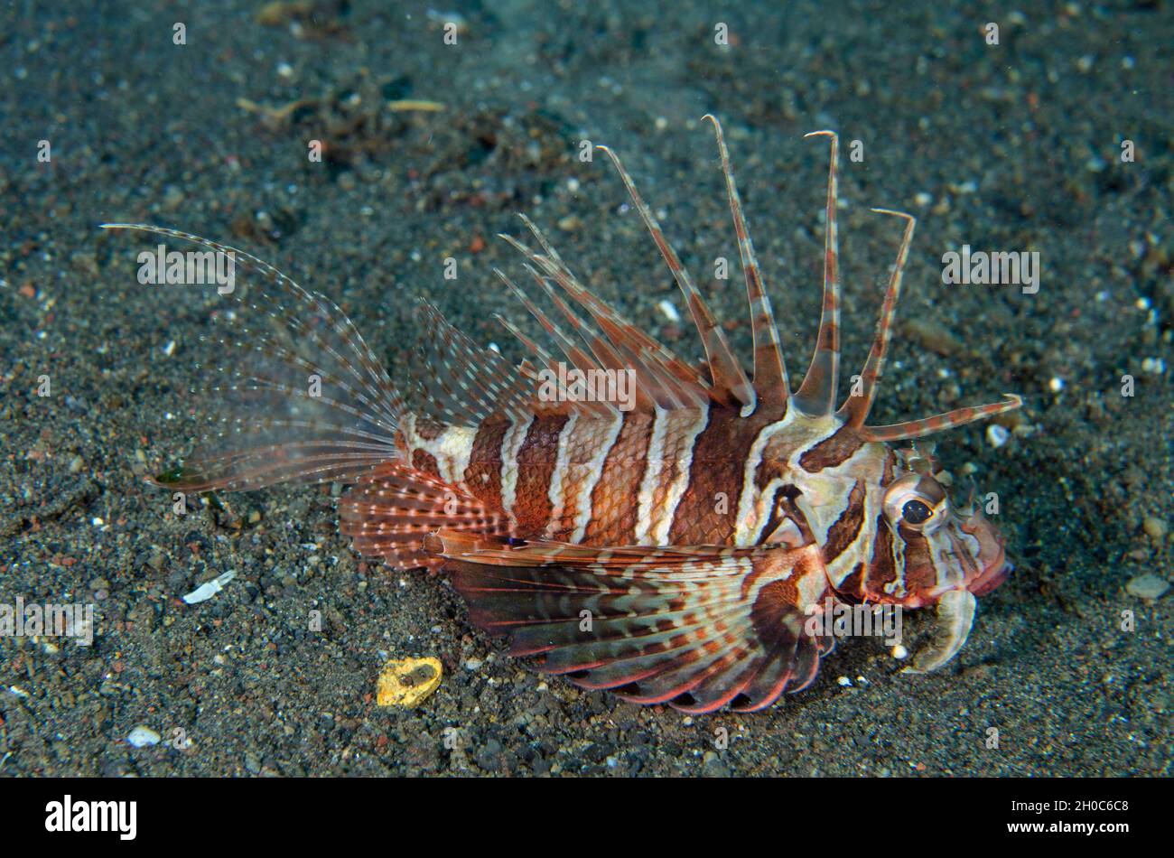 Bluefin Lionfish (Parapterois heterura), Melasti dive site, Amed ...