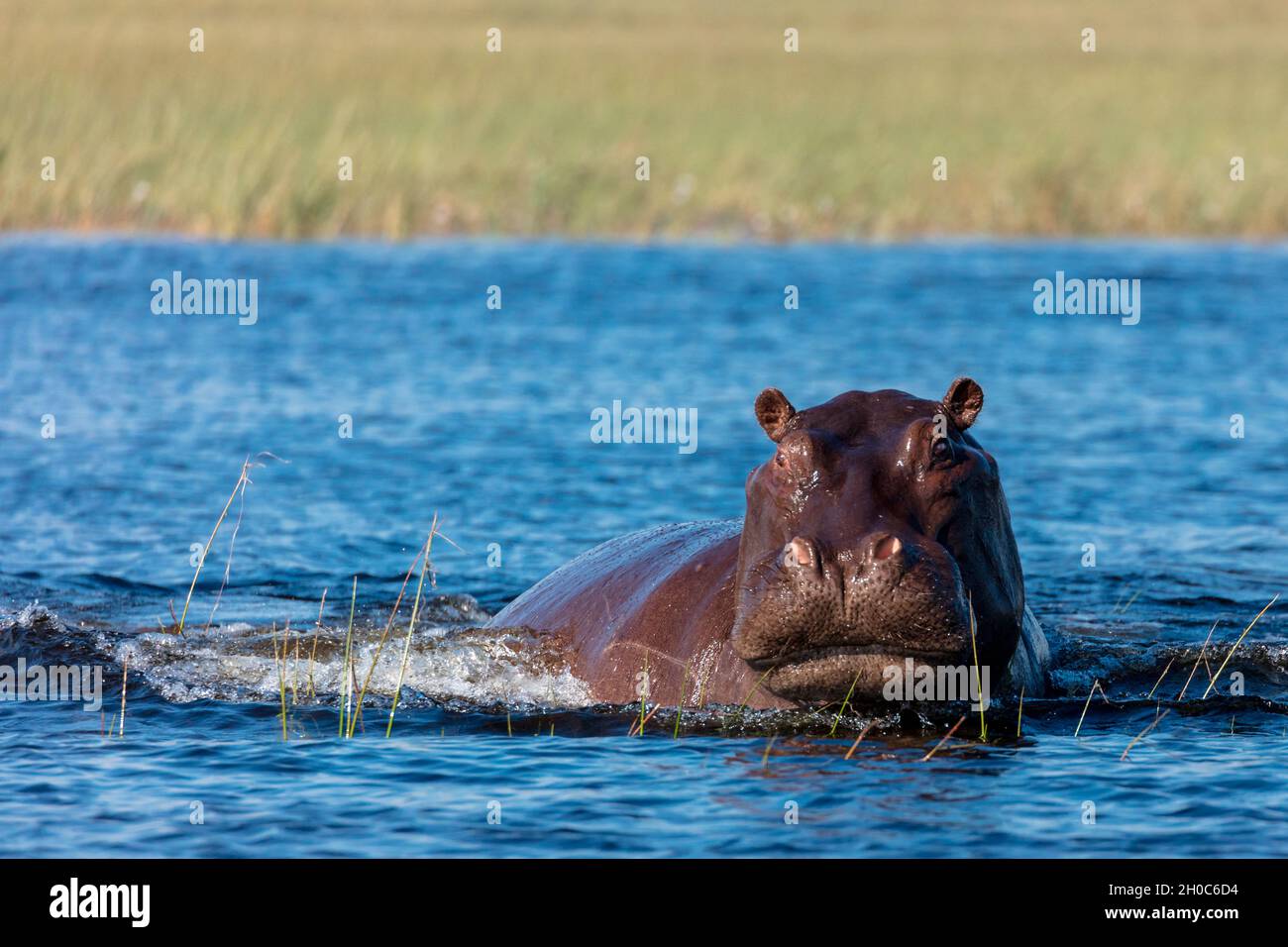 Common hippopotamus or hippo (Hippopotamus amphibius) showing ...