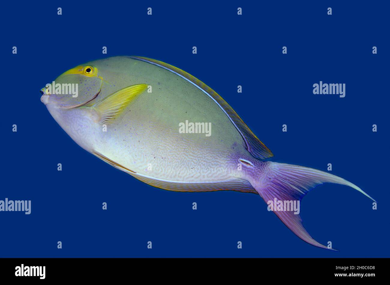 Yellowfin Surgeonfish (Acanthurus xanthopterus), Liberty Wreck dive ...