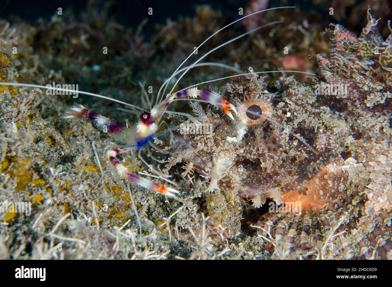 Boxer Shrimp (Stenopus hispidus) cleaning Raggy Scorpionfish ...