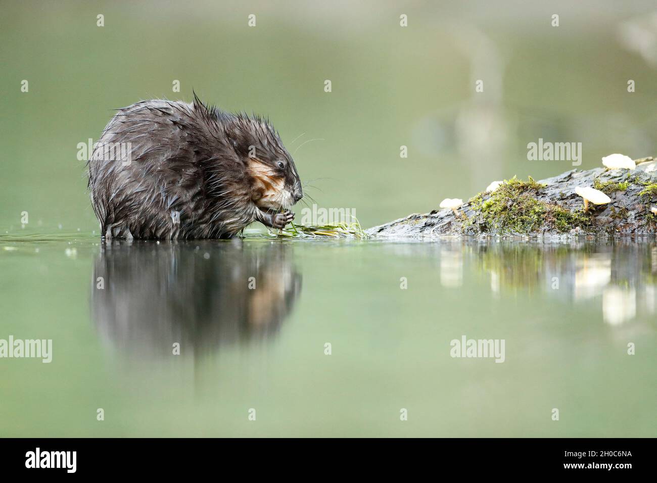 Common muskrat ondatra zibethicus hi-res stock photography and images ...